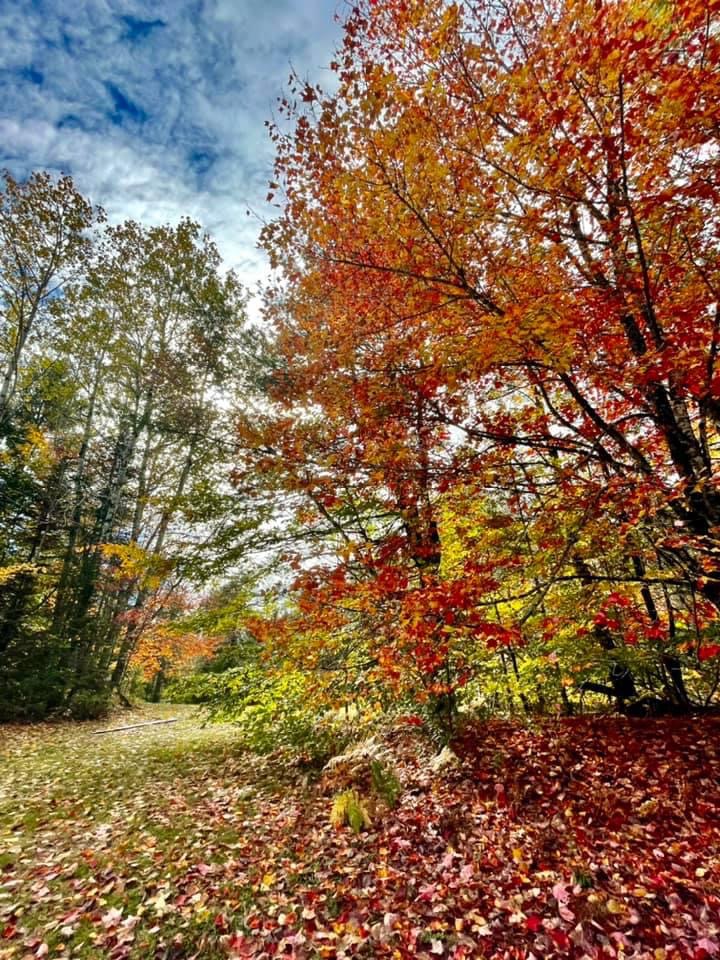 The Deciduous Tree (Part 3) – Healing Insights